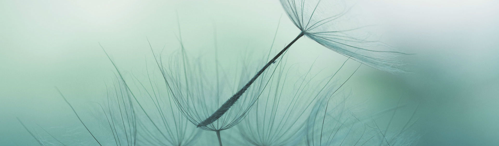 SIPE Sion :: SIPE :: Valais